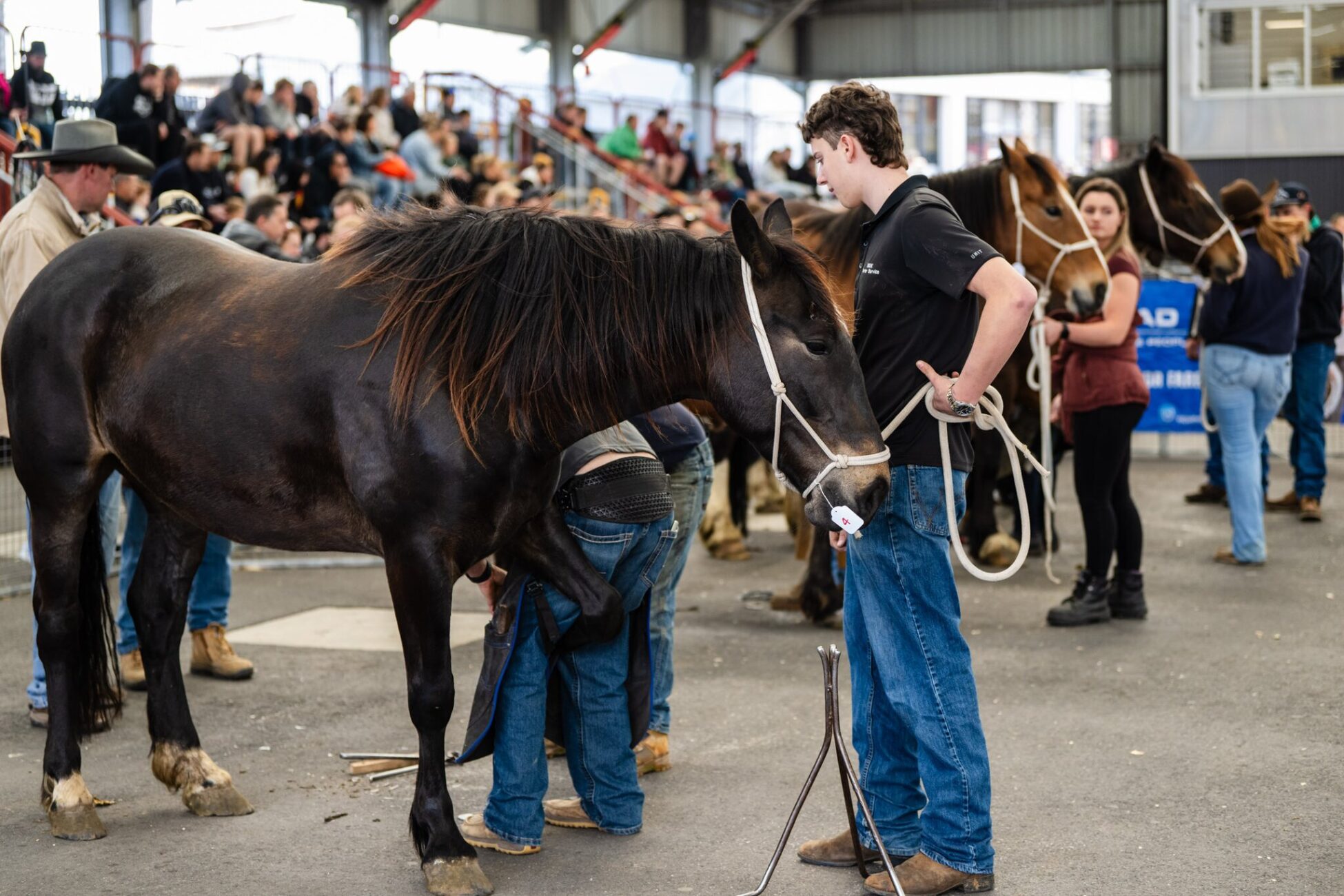 Woodchop Arena - Melbourne Showgrounds