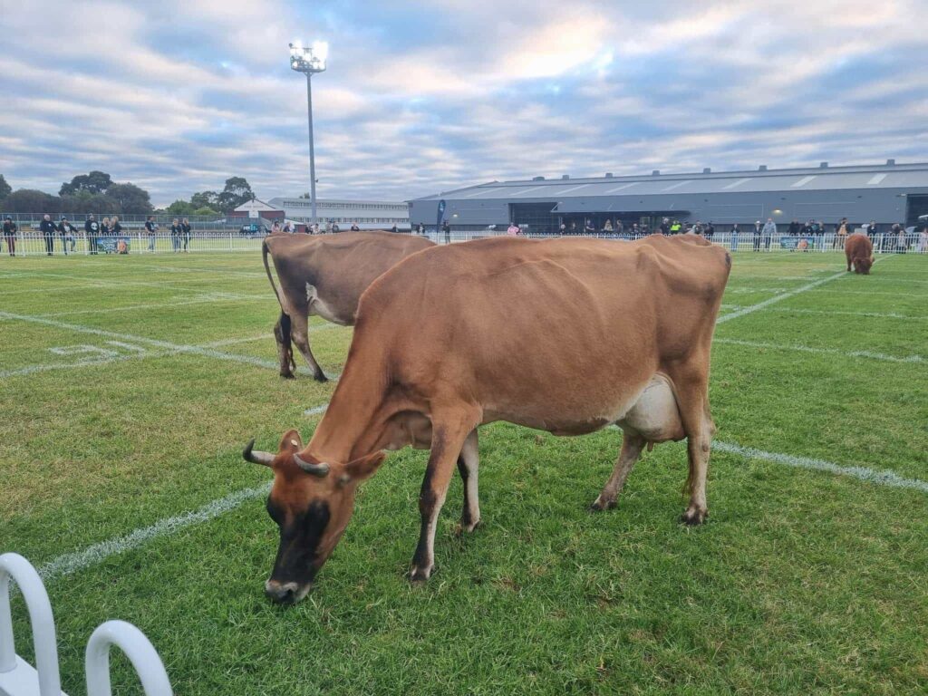Film & TV Production space Melbourne - Melbourne Showgrounds